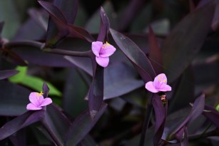 Purple Heart Plant Care: How to Grow Purple Hearts at Home - Bob Vila
