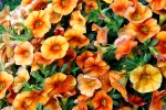 Calibrachoa Care 101: How to Grow Million Bells at Home - Bob Vila