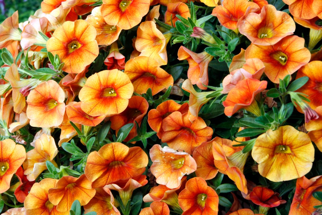 Calibrachoa Care 101: How to Grow Million Bells at Home - Bob Vila