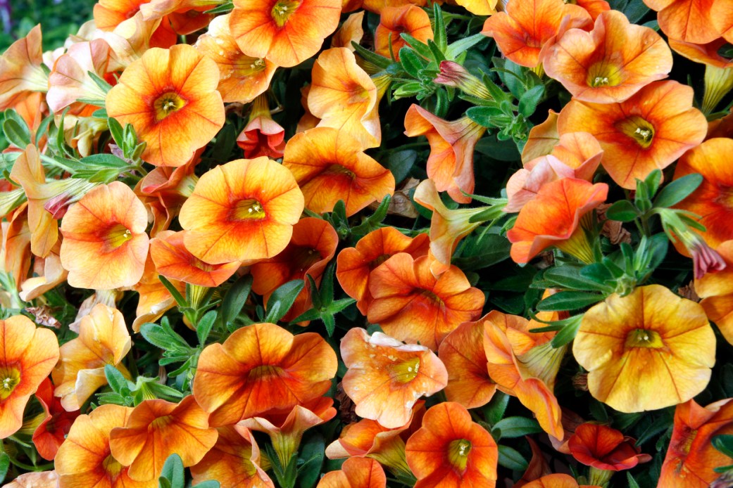 Calibrachoa Care 101: How to Grow Million Bells at Home - Bob Vila