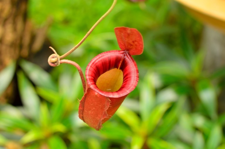 Pitcher Plant Care 101: How to Grow This Carnivorous Plant Indoors ...