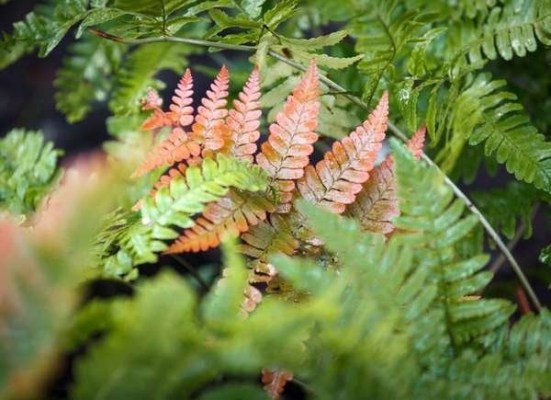 The 20 Best Border Plants for Your Lawn and Garden - Bob Vila