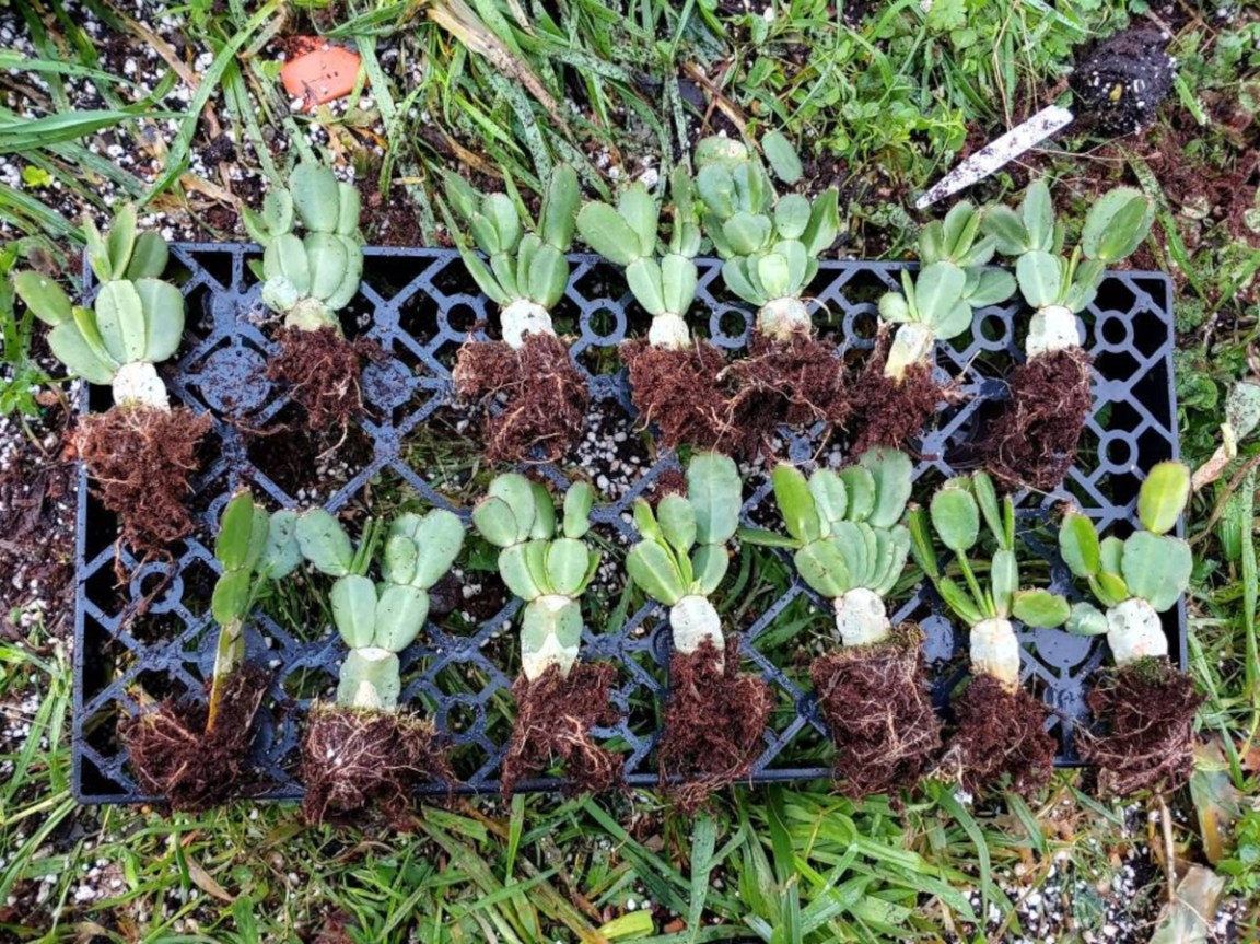 Easter Cactus Care: How to Make It Flower for Years to Come - Bob Vila