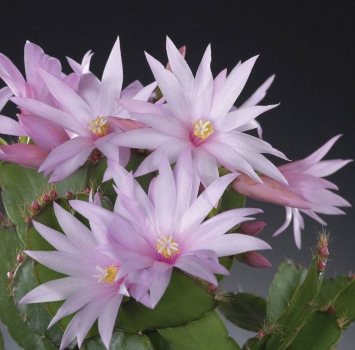 Easter Cactus Care: How to Make It Flower for Years to Come - Bob Vila