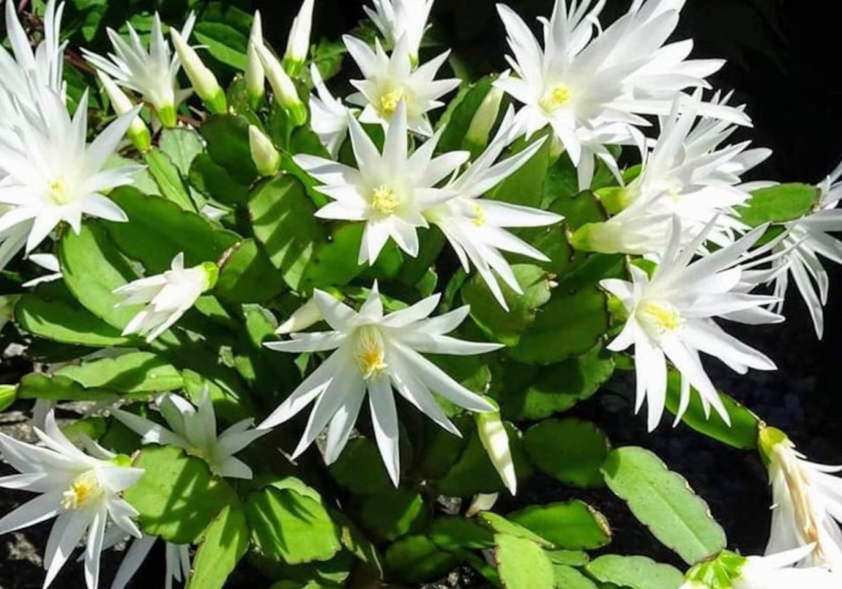 Easter Cactus Care: How to Make It Flower for Years to Come - Bob Vila