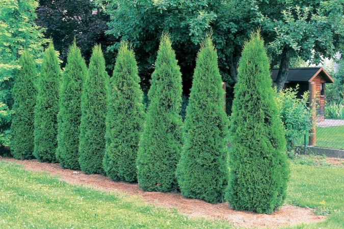 15 Best Trees and Shrubs for Privacy Around the House