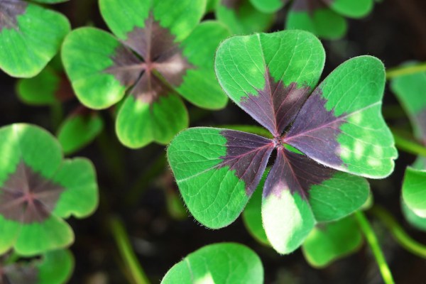 Shamrock Plant Care 101: Grow Shamrocks Indoors - Bob Vila