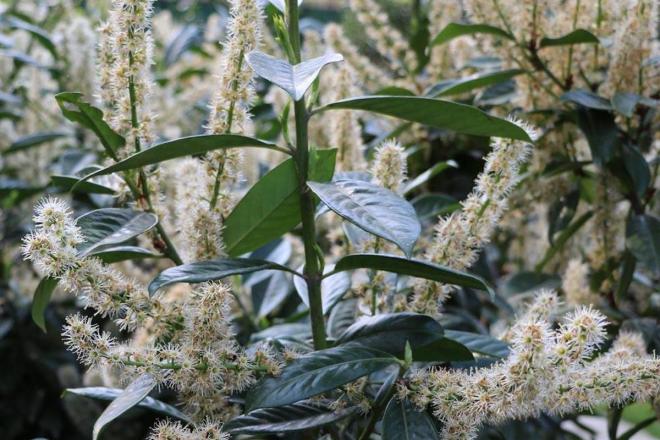 15 Best Trees and Shrubs for Privacy Around the House