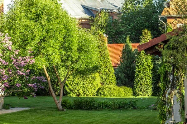 15 Best Trees and Shrubs for Privacy Around the House - Bob Vila