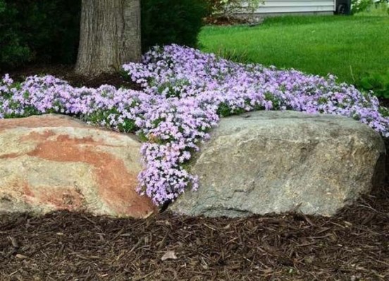 The Best Low-Maintenance Ground Cover Plants for Your Property - Bob Vila