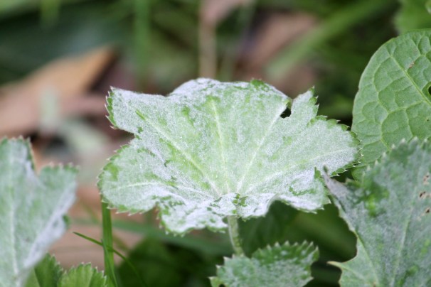 How to Prevent and Treat Powdery Mildew on Plants - Bob Vila