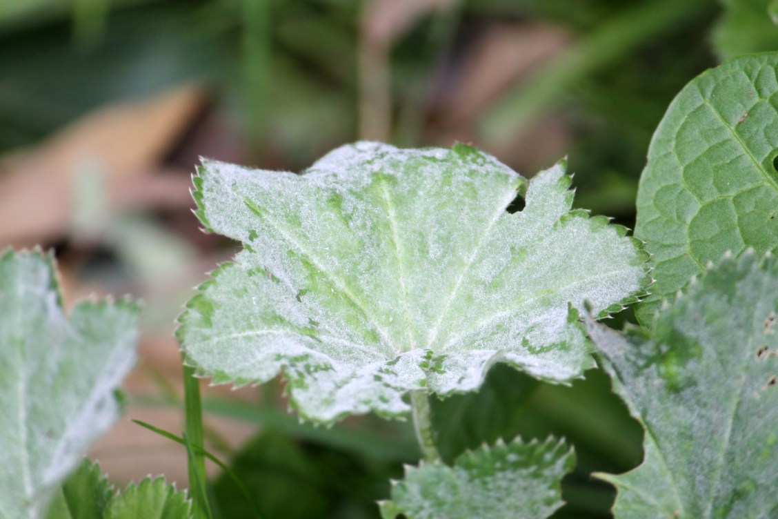 How to Prevent and Treat Powdery Mildew on Plants - Bob Vila