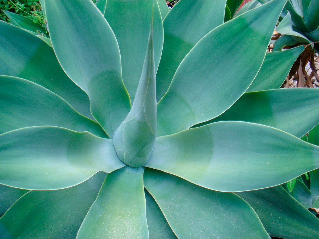 Agave Plant Care: How to Grow this Native Succulent at Home - Bob Vila