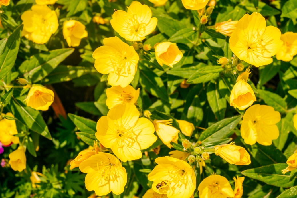 17 Types of Wildflowers Every Home Gardener Should Know