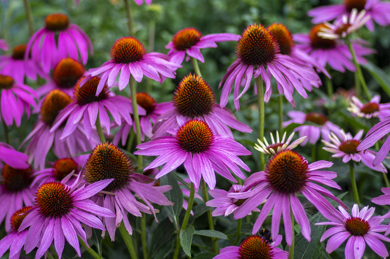 17 Types of Wildflowers Every Home Gardener Should Know