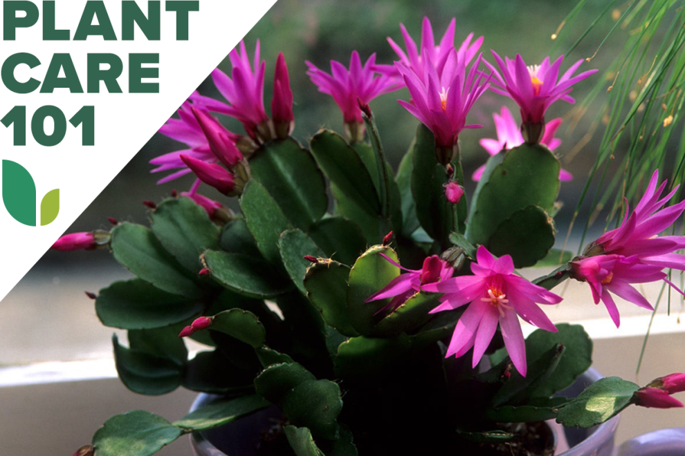 Easter Cactus Care: How to Make It Flower for Years to Come - Bob Vila