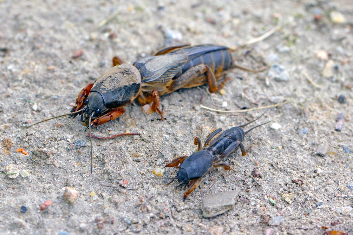 How to Get Rid of Mole Crickets - Bob Vila