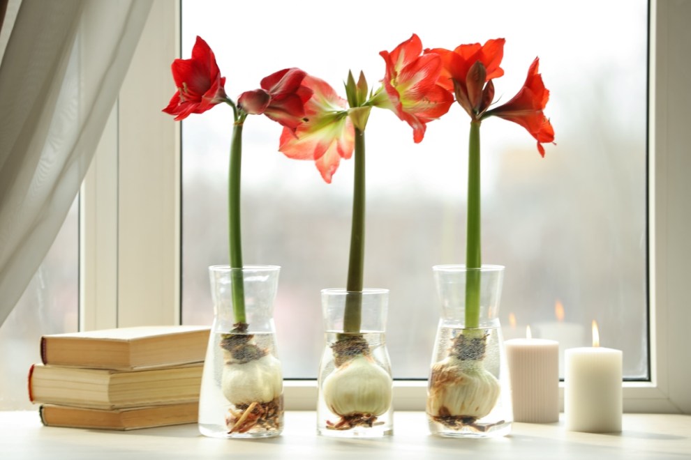 11 Christmas Plants That Will Enliven Your Holiday Decor - Bob Vila