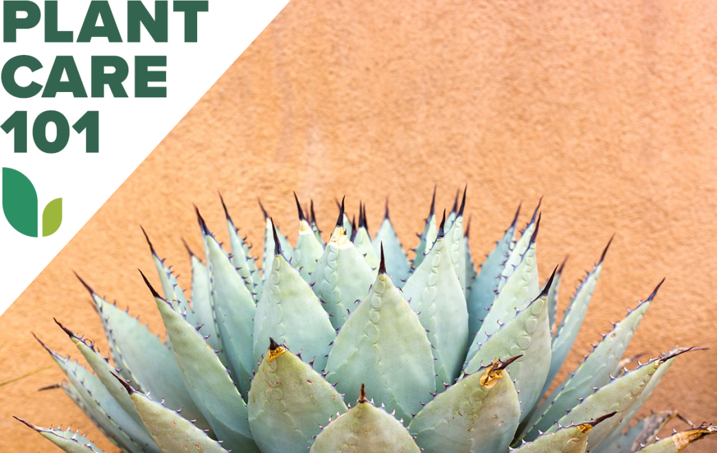 Agave Plant Care: How to Grow this Native Succulent at Home - Bob Vila