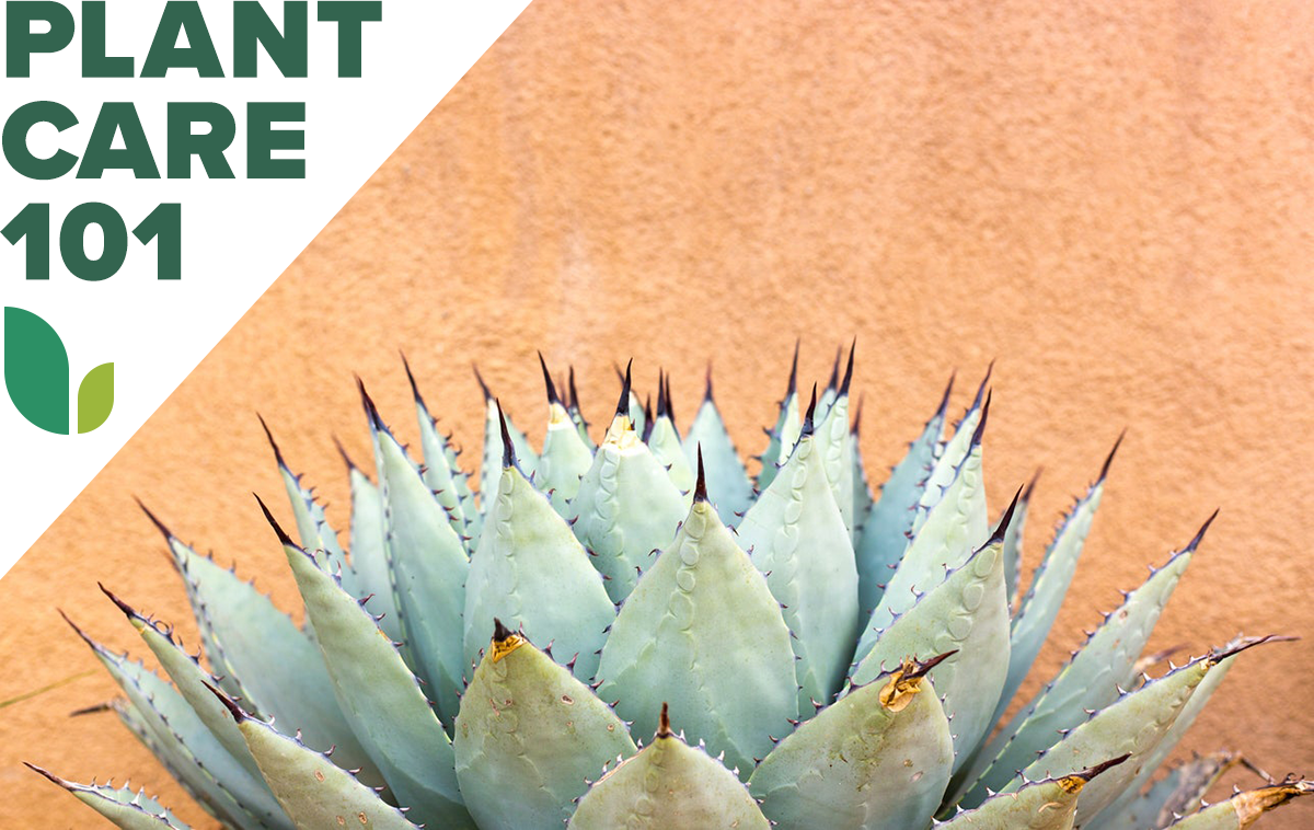 Agave Plant Care: How to Grow this Native Succulent at Home - Bob Vila
