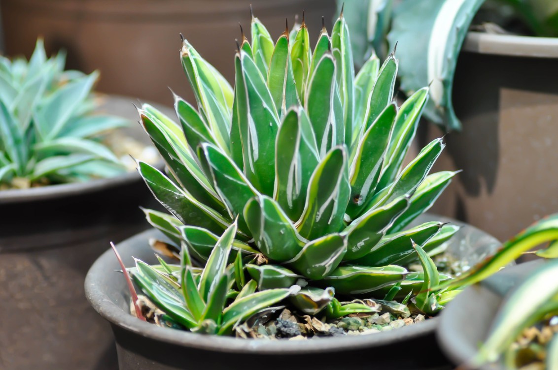 Agave Plant Care: How to Grow this Native Succulent at Home - Bob Vila