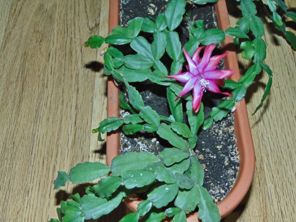 Easter Cactus Care: How to Make It Flower for Years to Come - Bob Vila