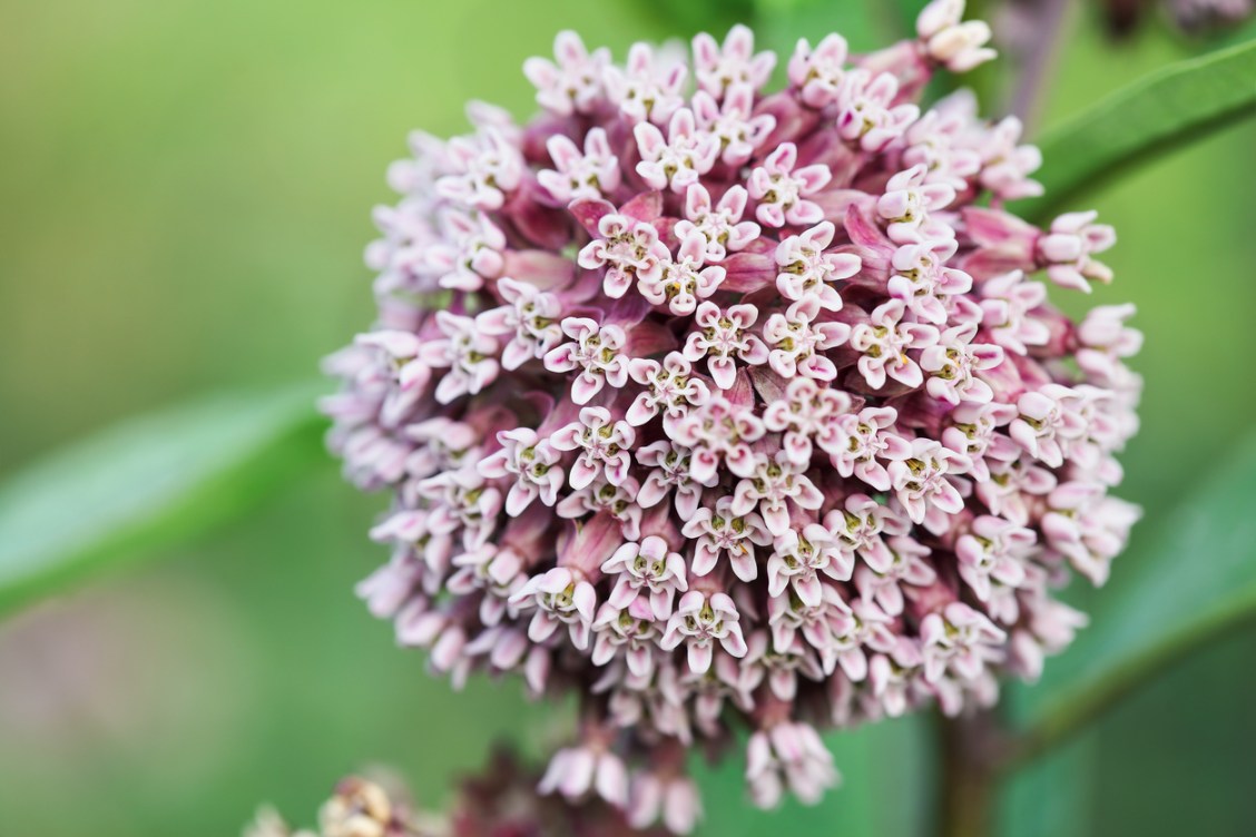 17 Types of Wildflowers Every Home Gardener Should Know
