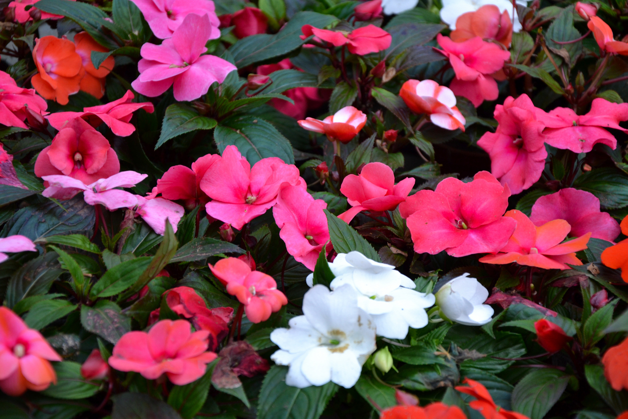 23 Annual Flowers That Add Personality to Any Landscape - Bob Vila