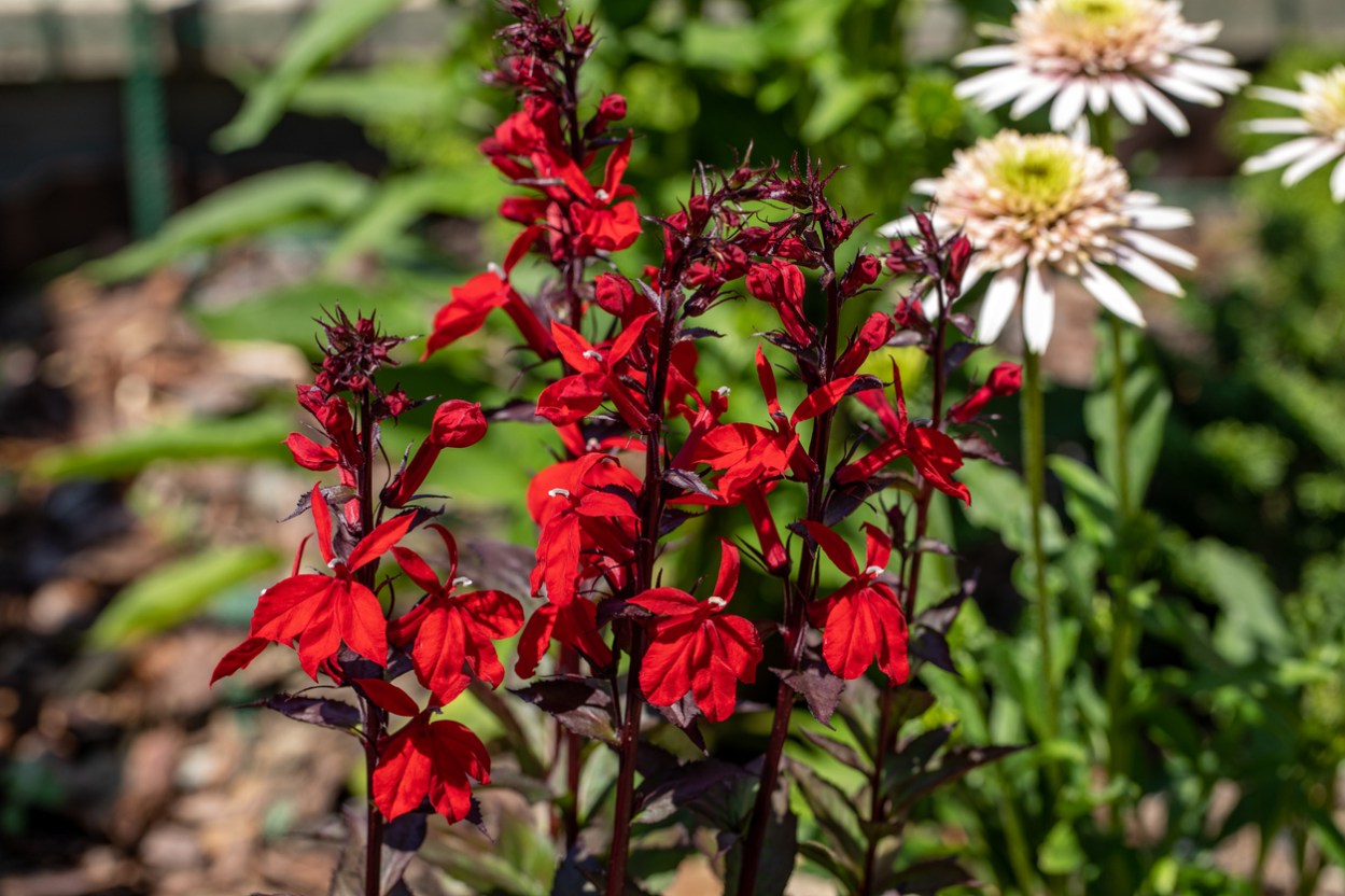 17 Types of Wildflowers Every Home Gardener Should Know
