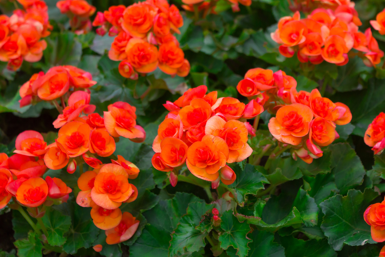 23 Annual Flowers That Add Personality to Any Landscape - Bob Vila