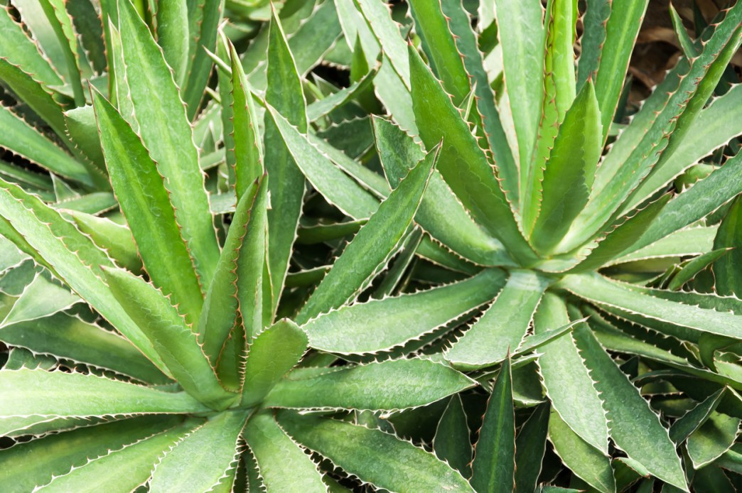 Agave Plant Care: How to Grow this Native Succulent at Home - Bob Vila