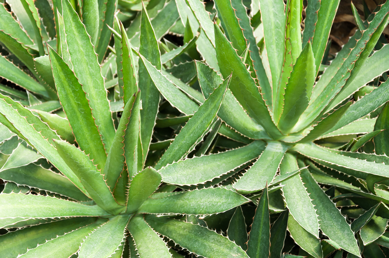 Agave Plant Care: How to Grow this Native Succulent at Home - Bob Vila