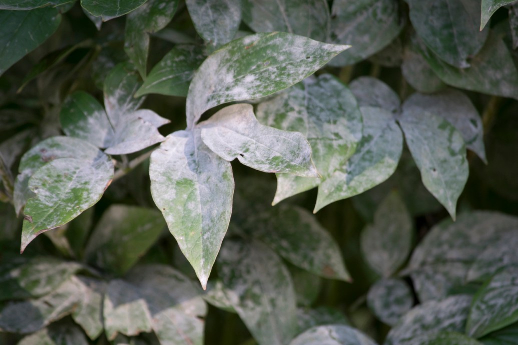 How to Prevent and Treat Powdery Mildew on Plants - Bob Vila