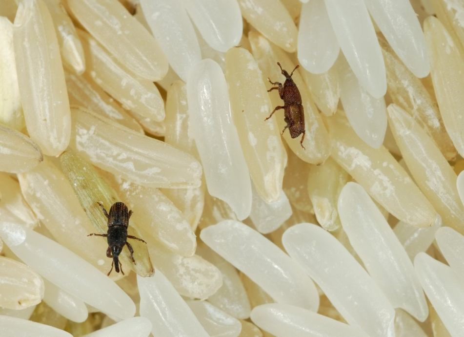 10 Tiny Bugs in Your House and How to Get Rid of Them