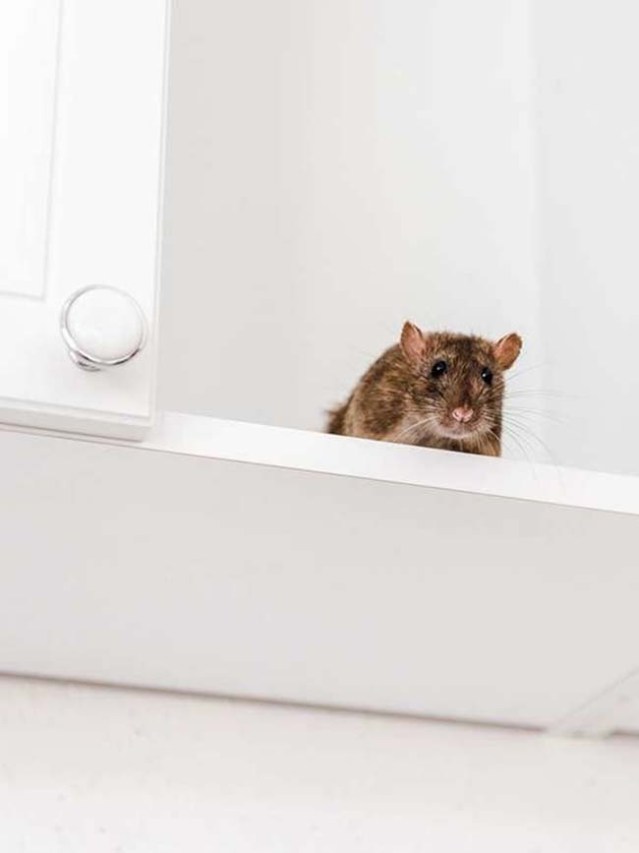 Does Your Home Smell Funny? 12 Odors That Could Mean Big Trouble - Bob Vila