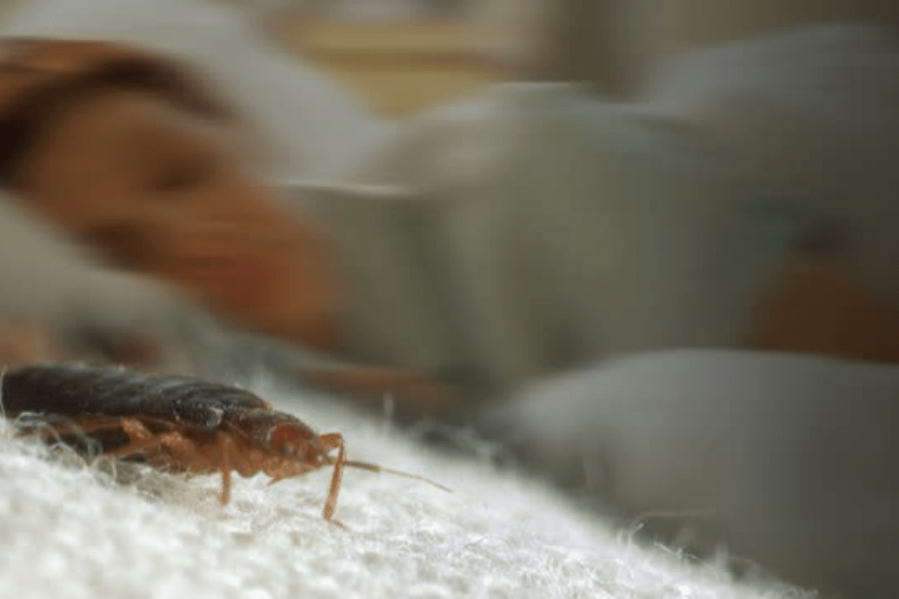 Solved! 5 Early Signs of Bed Bugs to Never Ignore - Bob Vila