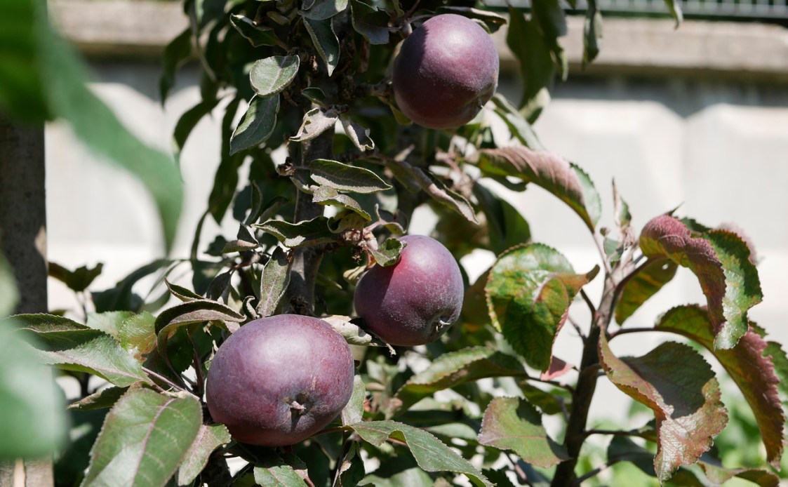 11 Disease-Resistant Apple Tree Varieties - Bob Vila