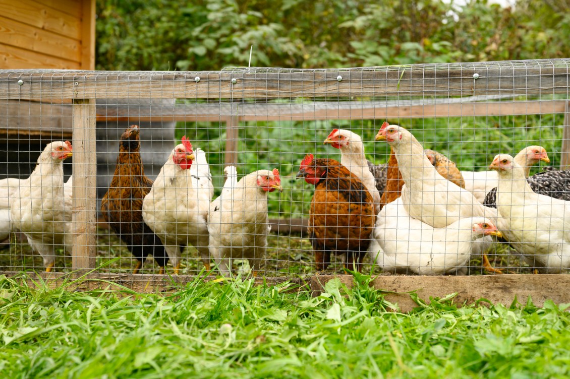 11 Must-Haves for Raising Backyard Chickens - Bob Vila