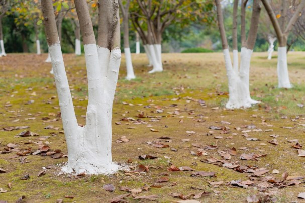 Why Are Some Tree Trunks Painted White?
