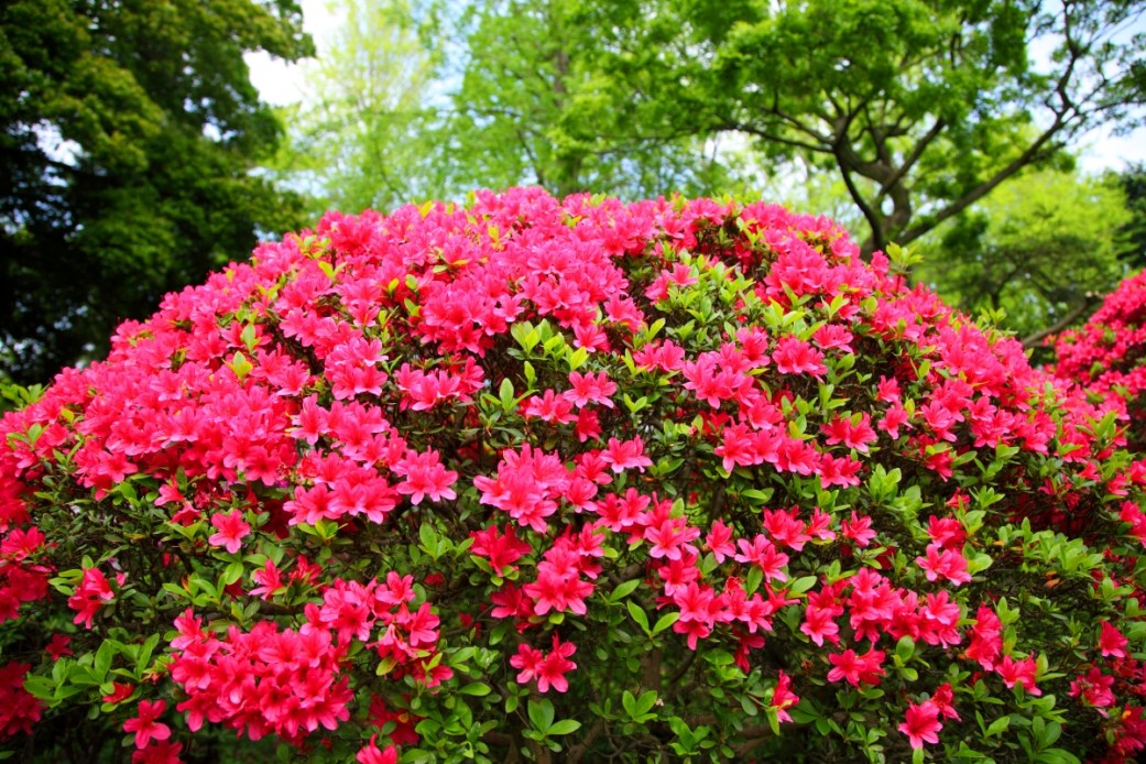 18 Best Shrubs for the Front of the House