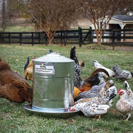 11 Must-Haves for Raising Backyard Chickens - Bob Vila