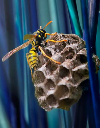 How To Get Rid of Yellow Jackets For Good - Bob Vila