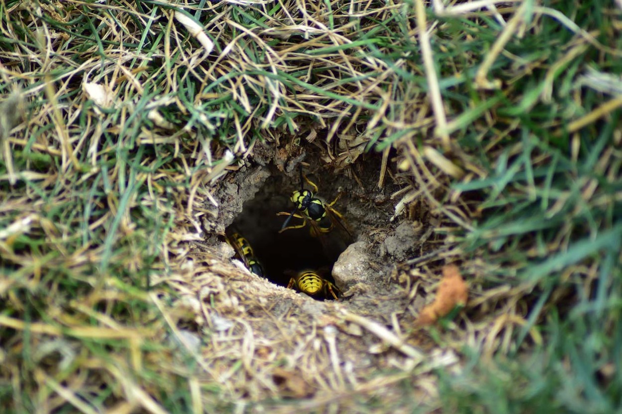 How to Get Rid of Yellow Jackets for Good in 7 Simple Steps