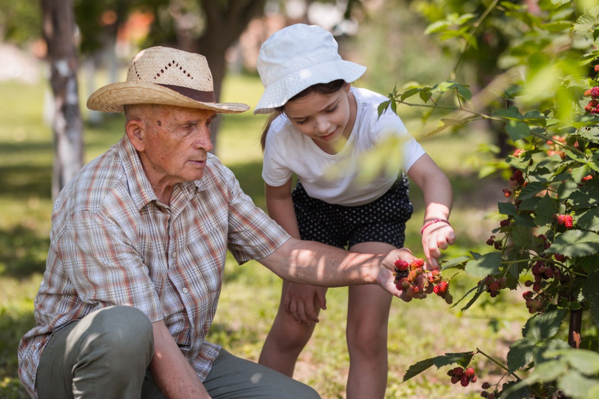 How to Grow Raspberries at Home - Bob Vila