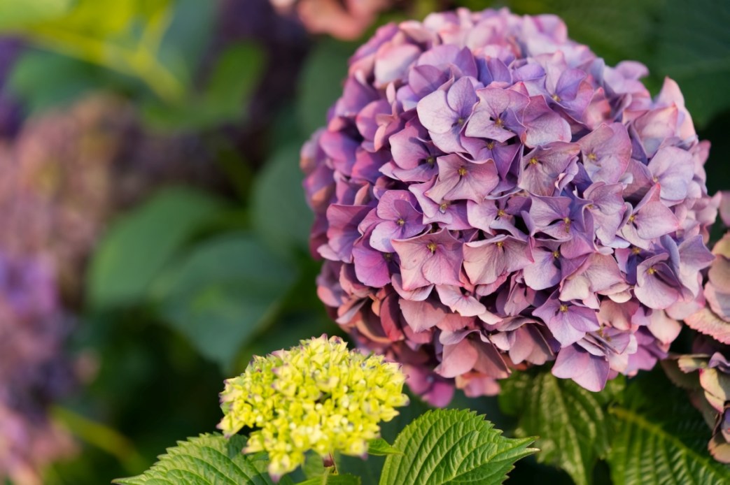 Hydrangea Care 101: How to Grow Hydrangeas in a Home Garden - Bob Vila
