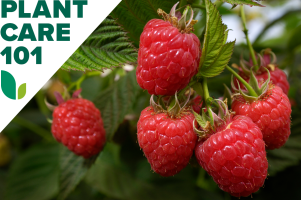 How to Grow Raspberries at Home - Bob Vila