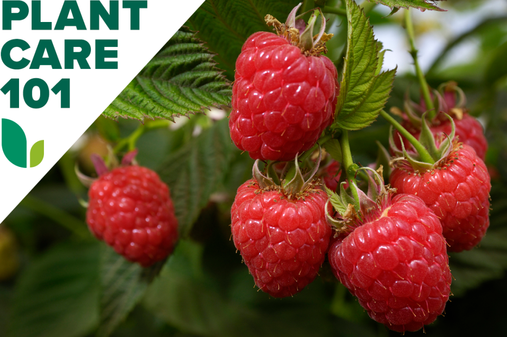 How to Grow Raspberries at Home - Bob Vila