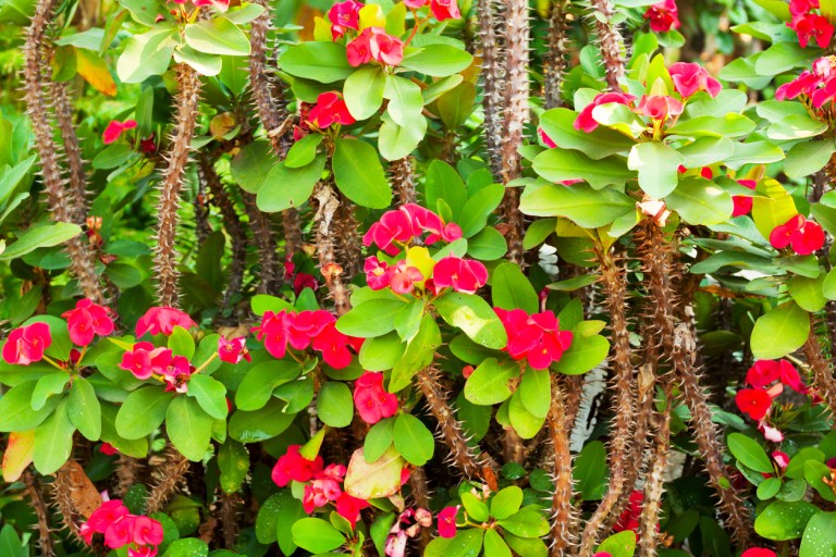 Add These Thorny Plants to Your Landscape to Boost Home Security - Bob Vila