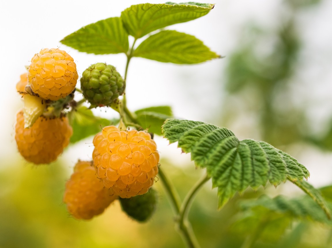 How to Grow Raspberries at Home - Bob Vila