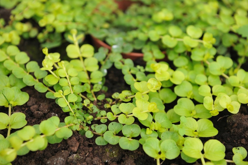 Creeping Jenny Care: How to Grow This Rich Ground Cover - Bob Vila